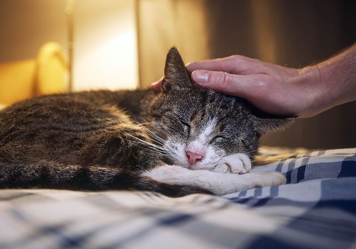 End-of-Life Care & Euthanasia for Pets in Gainesville, GA | Blue Waters ...